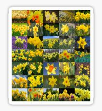 Daffodil: Stickers | Redbubble
