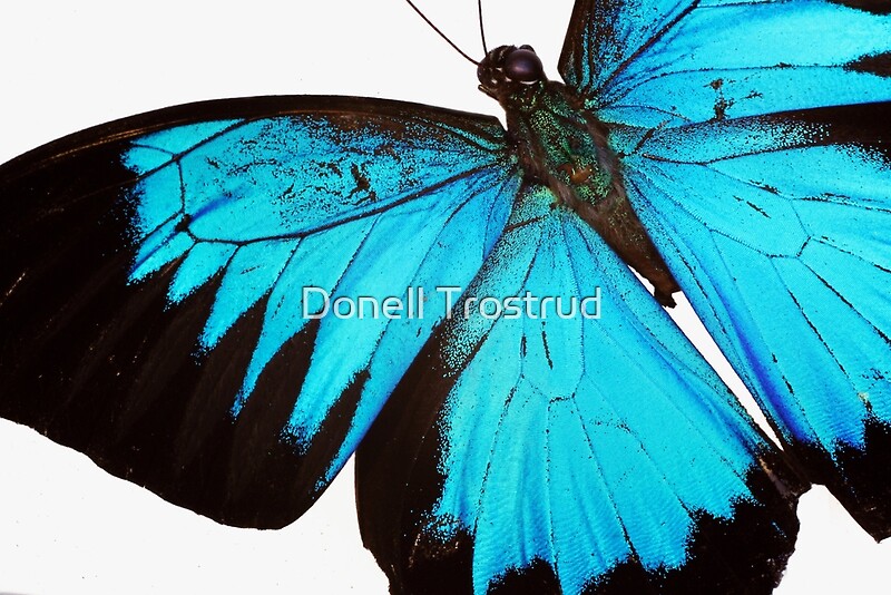 "Cyan Wings" by Donell Trostrud | Redbubble