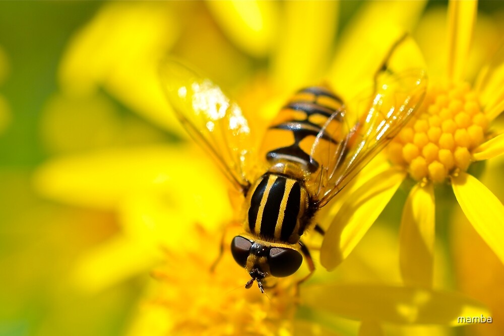 "Mellow Yellow" by mamba | Redbubble