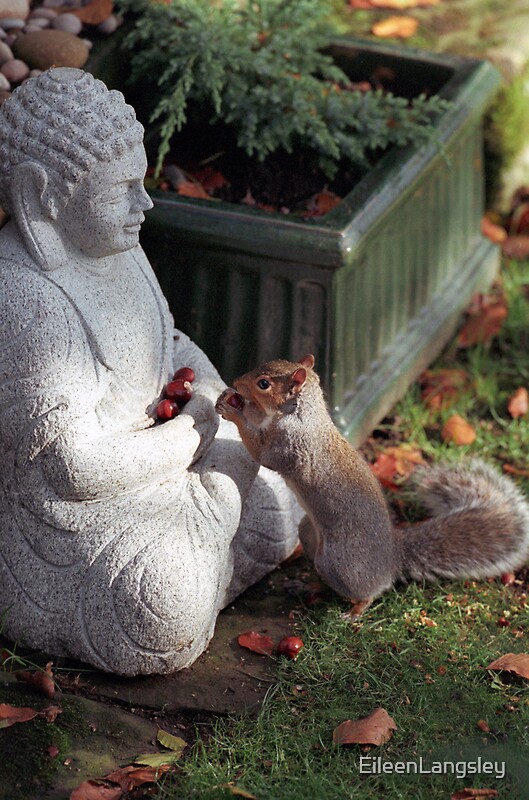 "Buddha with squirrel" by EileenLangsley | Redbubble