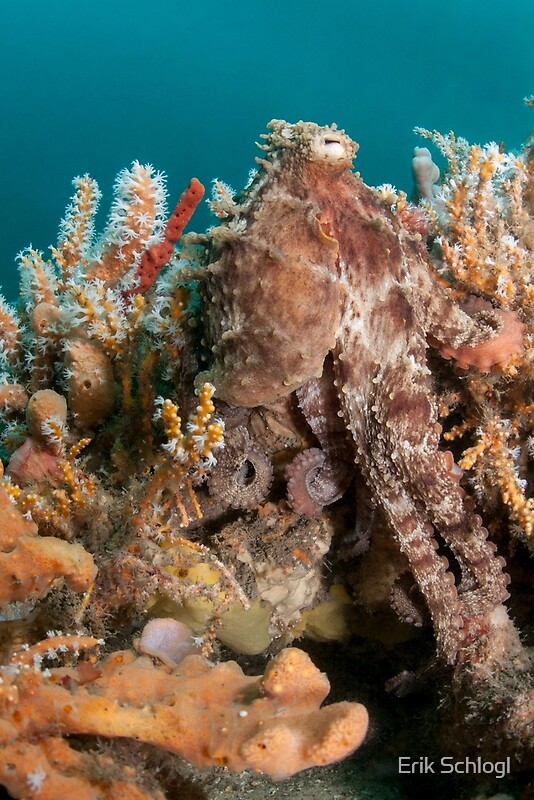 "Common Sydney Octopus, Australia" by Erik Schlogl | Redbubble