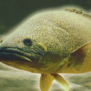 "Murray Cod" Sticker for Sale by ndarby1 | Redbubble