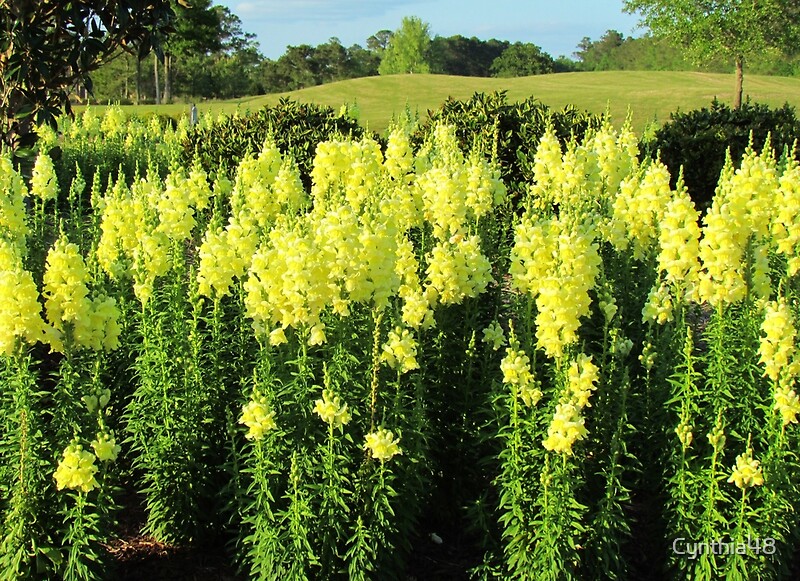 "Field Of Yellow Snapdragon" by Cynthia48 | Redbubble