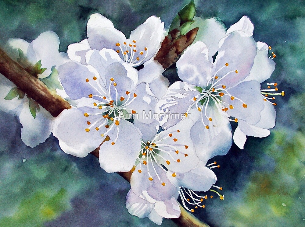 "Spring Plum Blossom" by Ann Mortimer | Redbubble