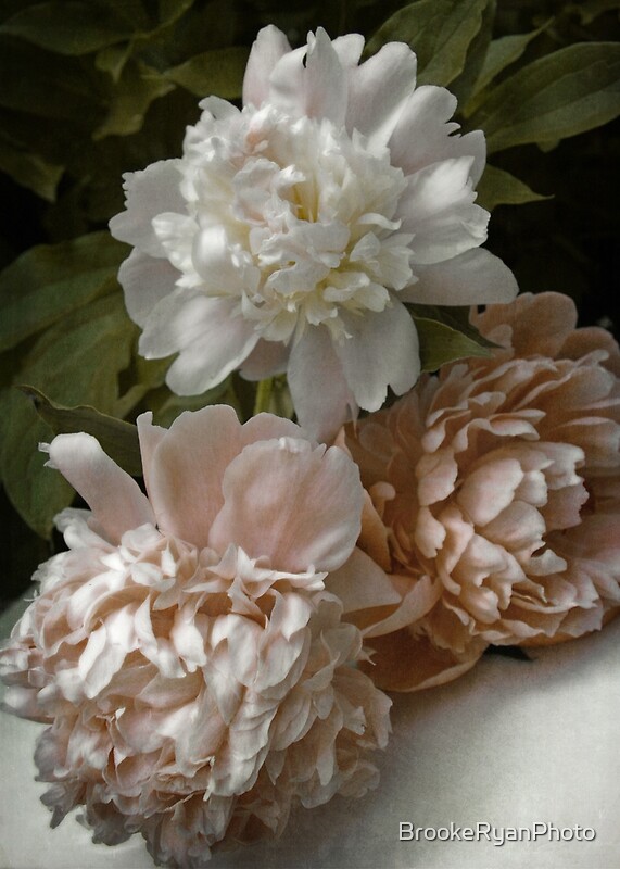 "Vintage Pale Pink Peonies" by BrookeRyanPhoto | Redbubble