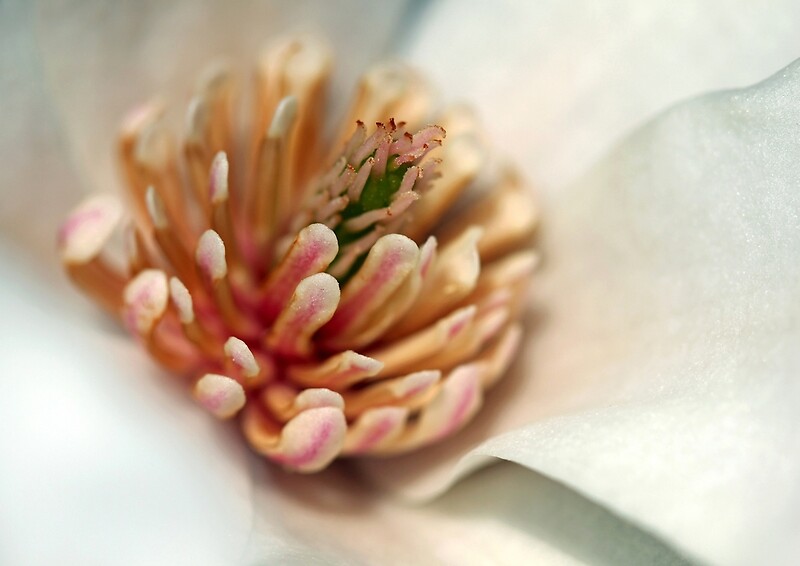 "Magnolia Heart" by Debbie Oppermann | Redbubble