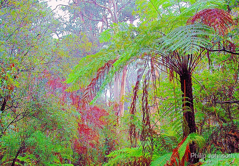 "Colours of the Forrest - Marysville , Yarra Ranges National Park ...