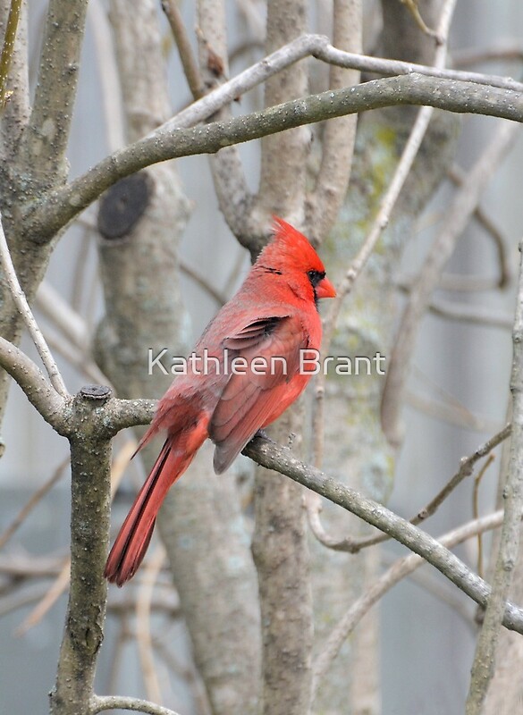 "Cardinal in Early Spring" by Kathleen Brant | Redbubble