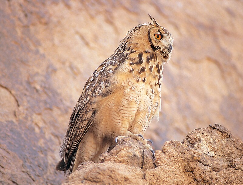 "Spotted Eagle Owl - Saudi Arabia" by GarthHyland | Redbubble