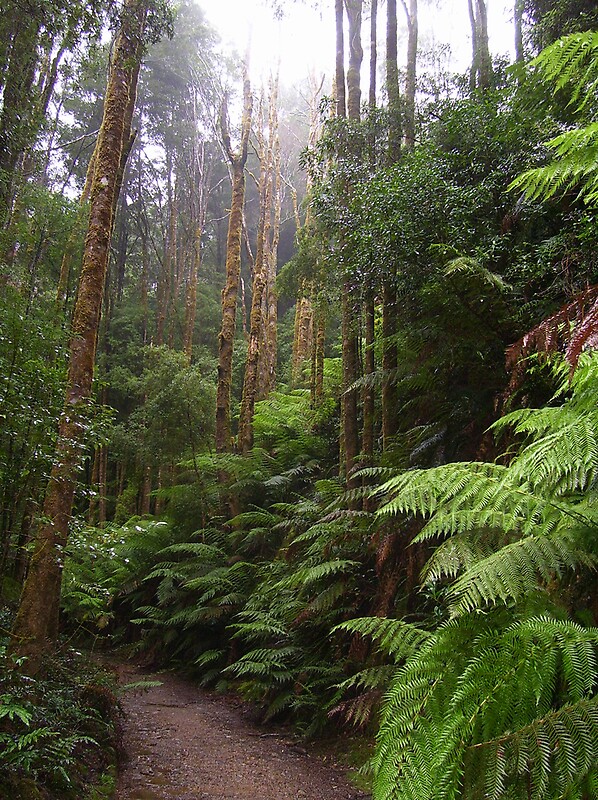 "rainforest walking track to Montezuma Falls, Rosebery, Tasmania" by ...