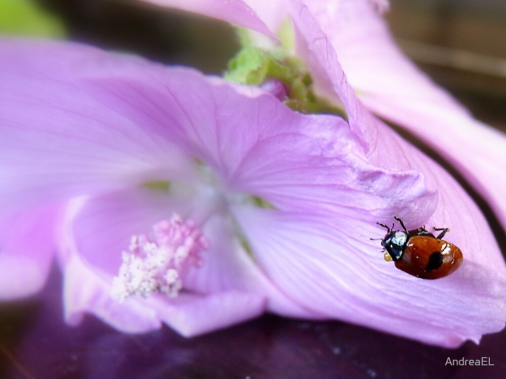 "Ladybird, Ladybird... Fly Away...! - Ladybug - NZ" by AndreaEL | Redbubble