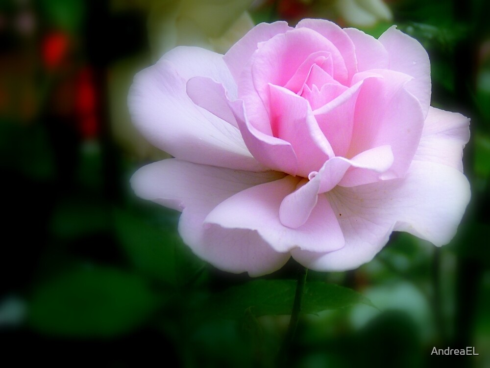 "Forever Yours...Light Pink Rose - NZ" by AndreaEL | Redbubble