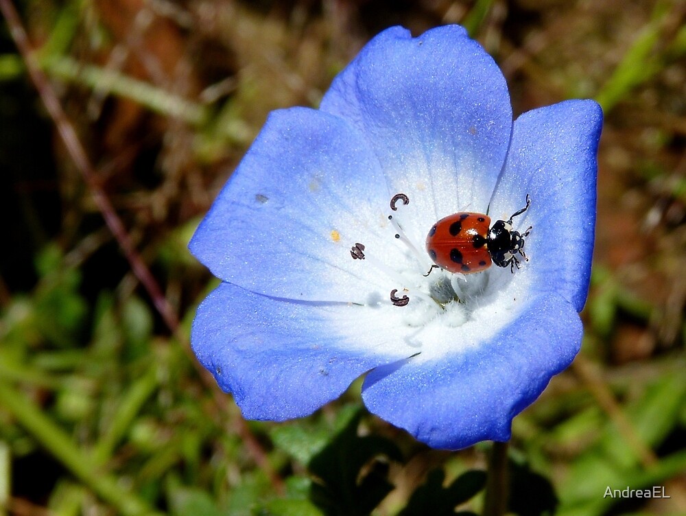 "The Cyan Lady... - Ladybird - NZ" by AndreaEL | Redbubble