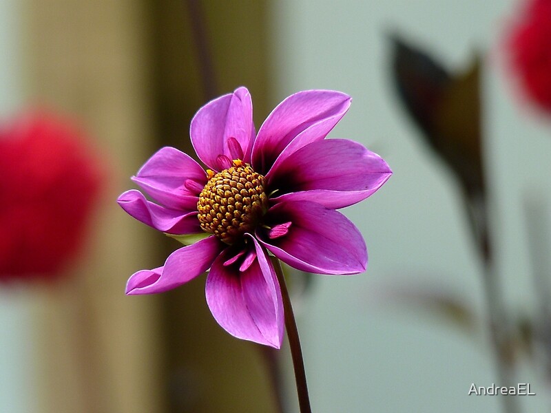 "Flamboyant Pink - Dahlia Hybrid - NZ" by AndreaEL | Redbubble