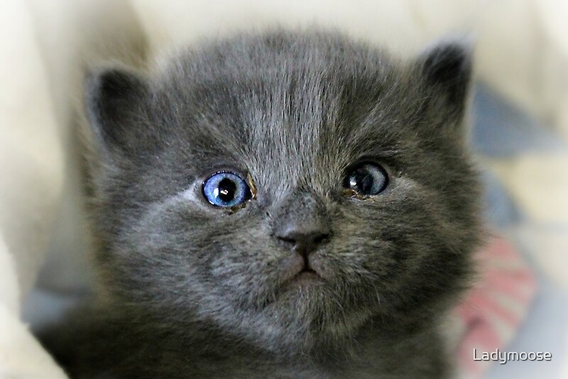 "Oobie 2" by Ladymoose | Redbubble