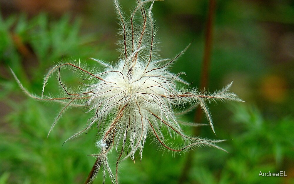 "Dancing Like A Feathers In The Wind! -Feather type flower - Gore ...