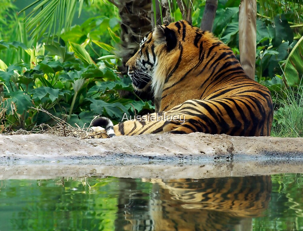 "Old man Tiger" by Aussiebluey | Redbubble