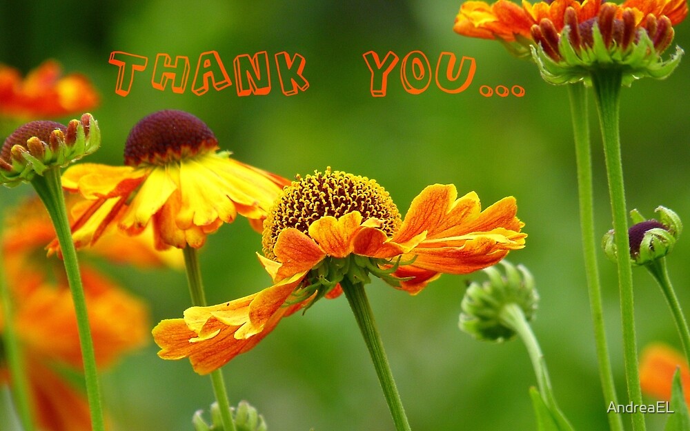 "Thank you - Black Eyed Susan - Cone Flower - NZ" by AndreaEL | Redbubble