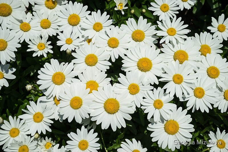 "Dainty Daisies" by Georgia Mizuleva | Redbubble
