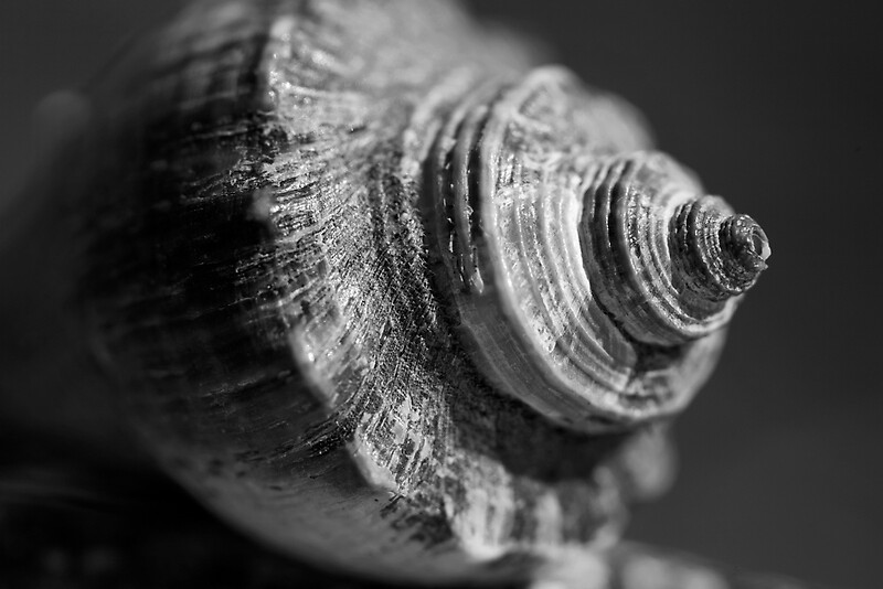 "Macro sea shell" by Dave Hare | Redbubble