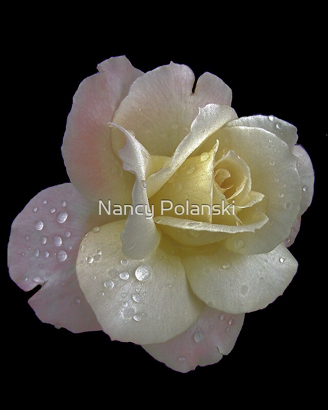 "Porcelain rose" by Nancy Polanski | Redbubble