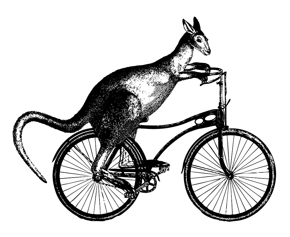 "Kangaroo Riding Bicycle" by scooterbaby | Redbubble