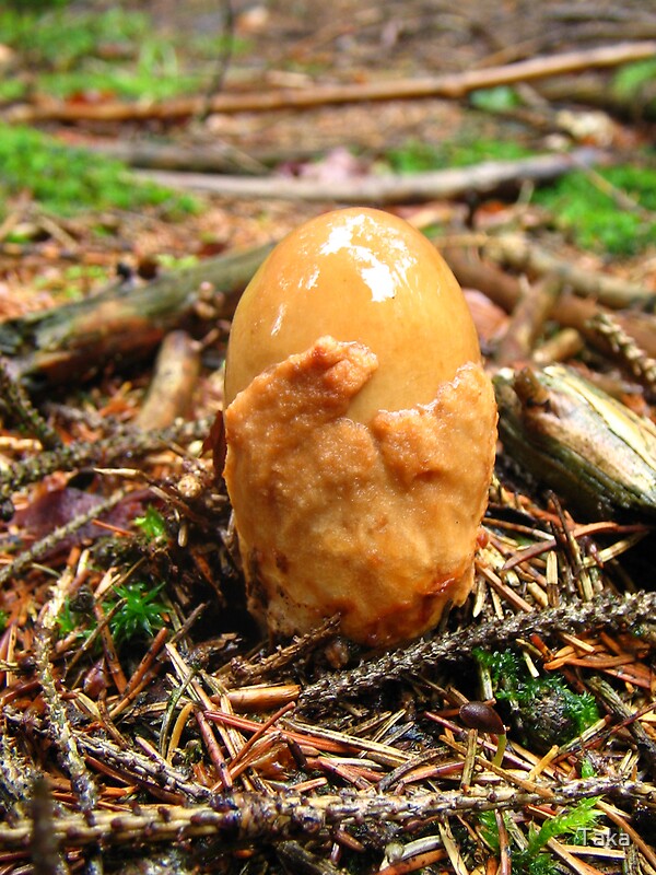 "Alien Egg" by Taka | Redbubble