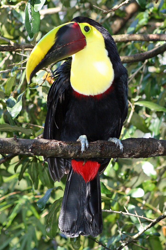 "Swainson's Toucan" by Karl H. Betz | Redbubble