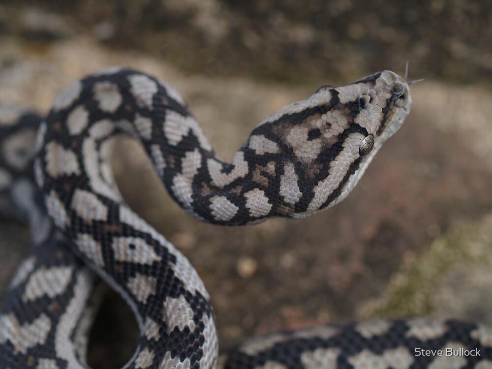 "Murray Darling Python" by Steve Bullock | Redbubble