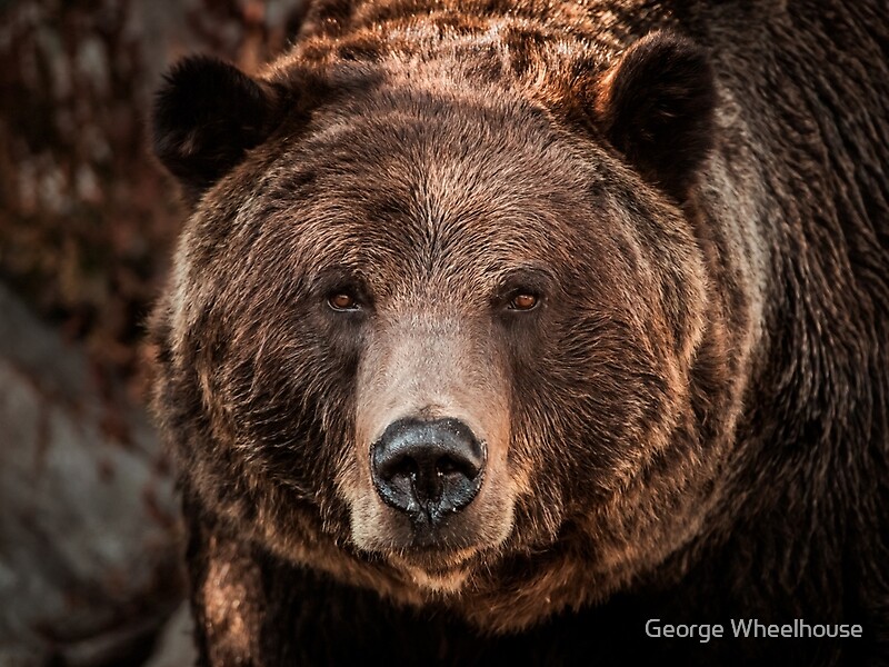 Grizzly Bear Close Up By George Wheelhouse Redbubble