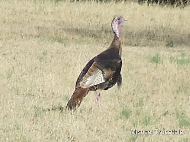 "Eastern Wild Turkey " Tom "" by Michael Truesdale | Redbubble