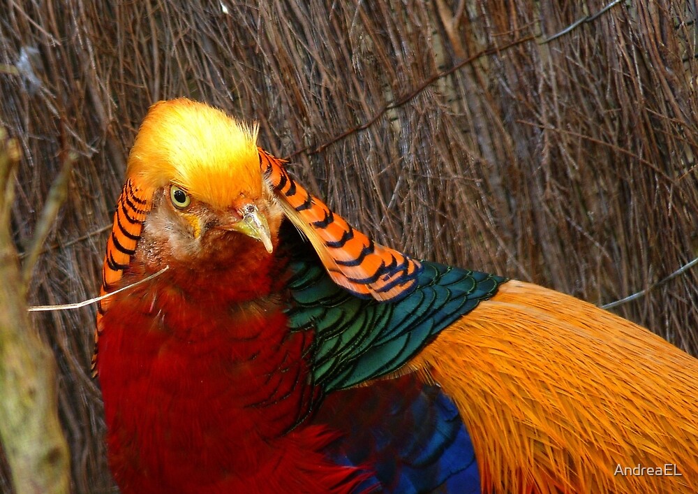"Bright & Beautiful - Golden Pheasant - NZ - Invercargill" by AndreaEL ...