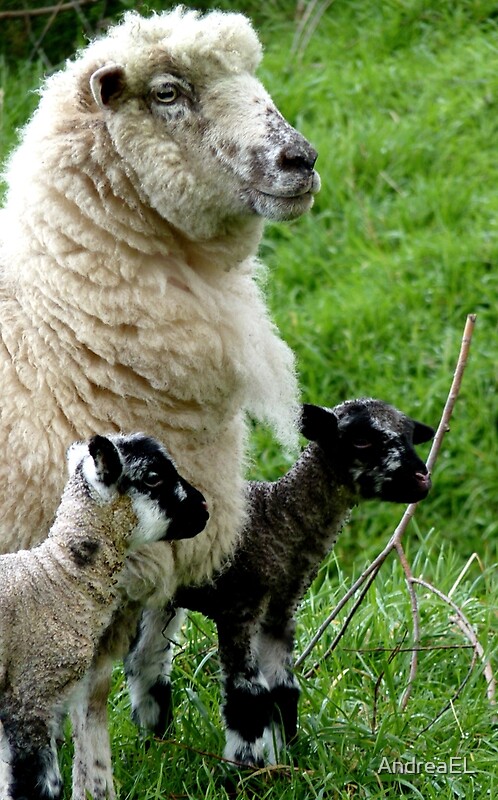 "Proud Mum with Twins! - Sheep - NZ Southland" by AndreaEL | Redbubble