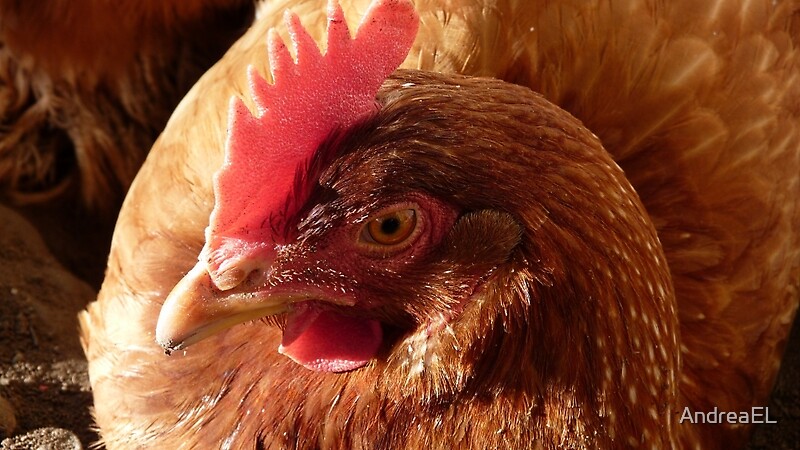 "Dust bathing! - Red Shaver Hen - New Zealand" by AndreaEL | Redbubble