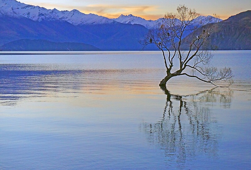 "The most photographed tree..." by Harry Oldmeadow | Redbubble