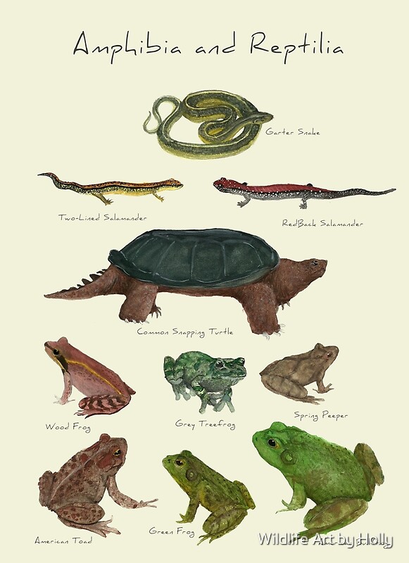 "Amphibians and Reptiles" by Holly Grant | Redbubble