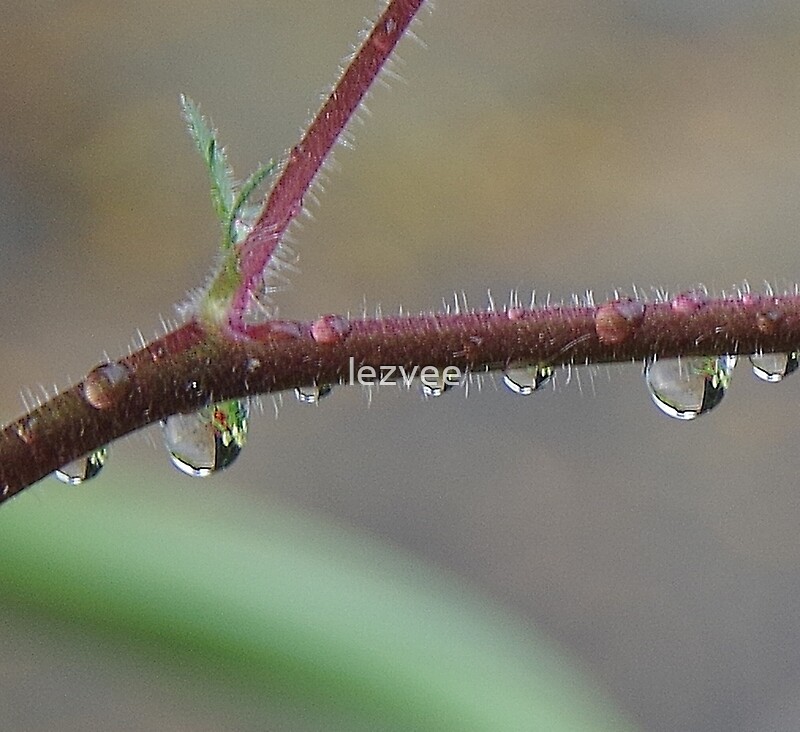"Raindrop Jewels" by lezvee | Redbubble