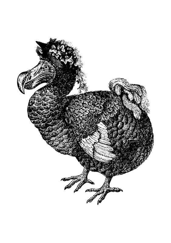 "Mrs Dodo | Vintage Dodos | Black and White | " by EclecticAtHeART ...