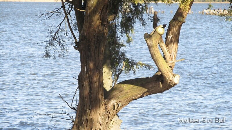 " Tree At River " by Melissa, Sue Ball | Redbubble