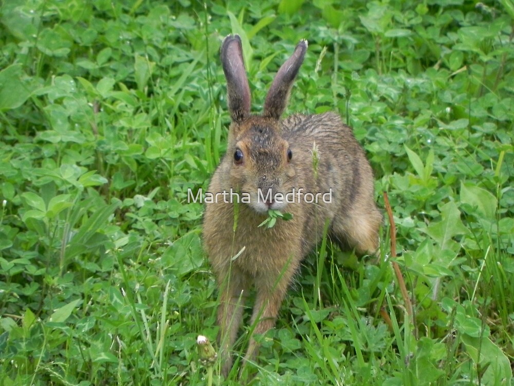 "Bunny Call" by Martha Medford | Redbubble