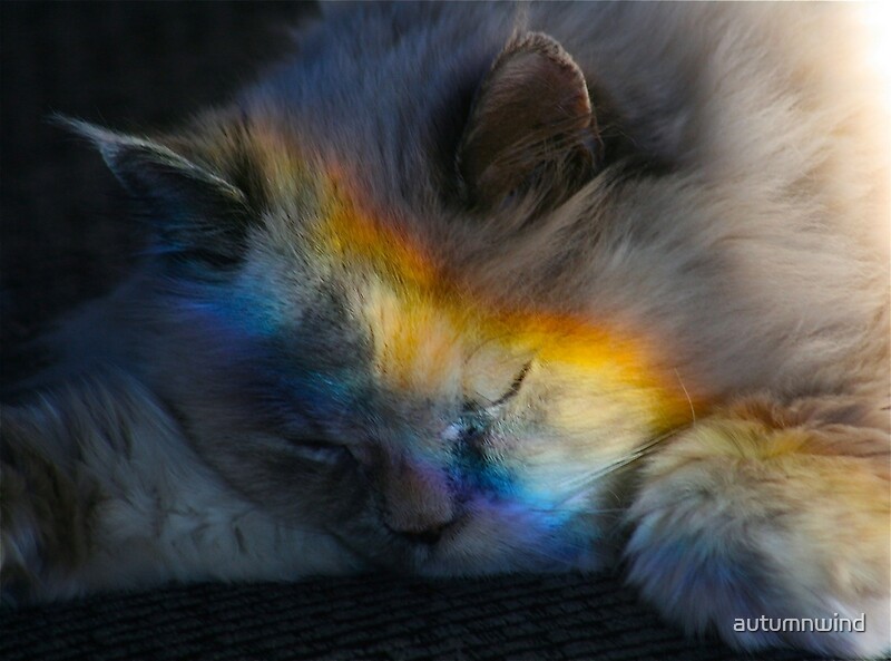 "Napping in a Rainbow" by autumnwind | Redbubble