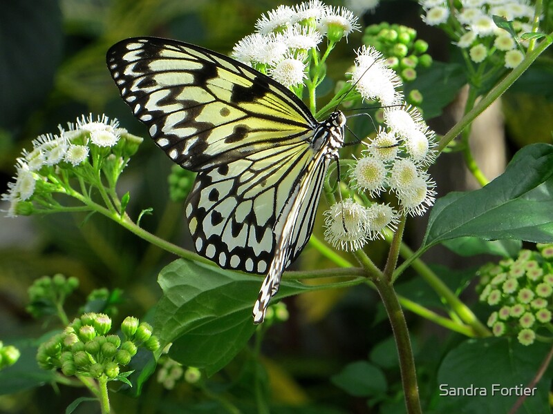 "Dancing in the Flowers" by Sandra Fortier | Redbubble