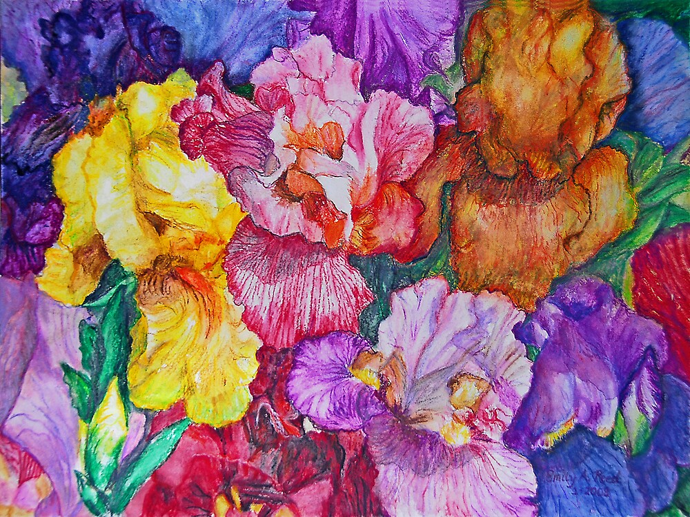 "Iris" by Emily Reed | Redbubble