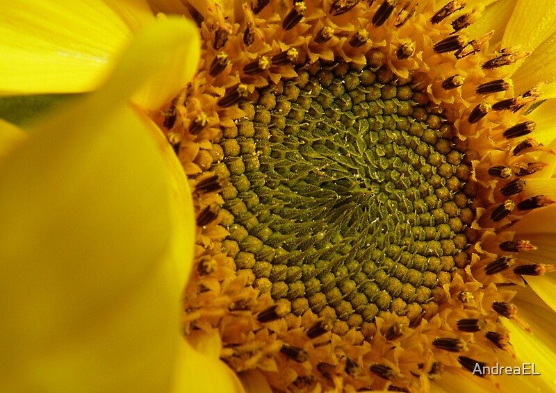"Leonardo Fibonacci - Sunflower - NZ" by AndreaEL | Redbubble