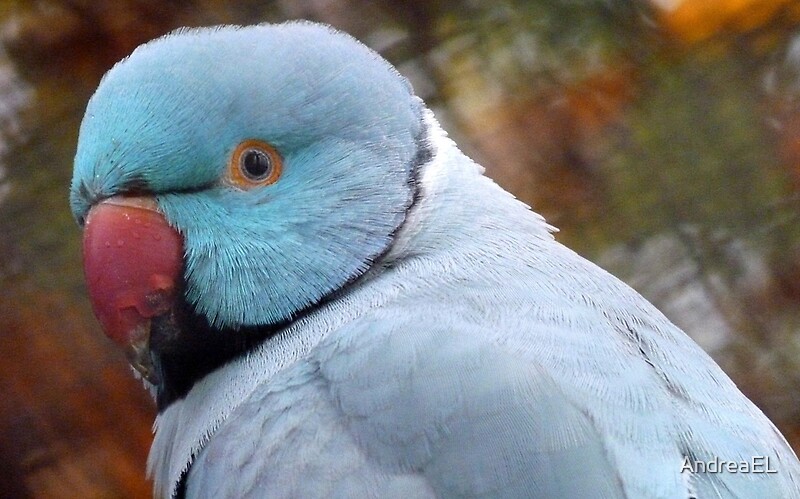 "What You Looking At! - Blue Ringneck Parrot - " by AndreaEL | Redbubble