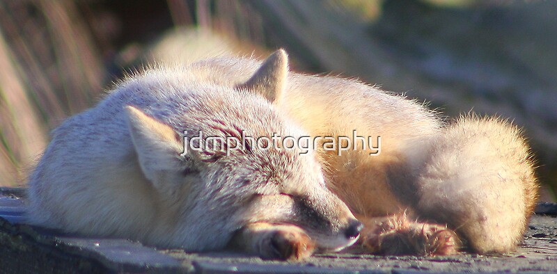 "Corsac Fox" by jdmphotography | Redbubble