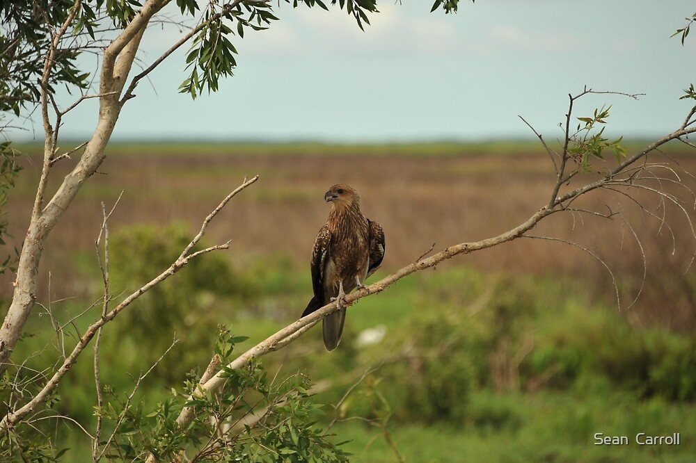 "Wedge Tail Eagle - Darwin Australia" by Sean Carroll | Redbubble