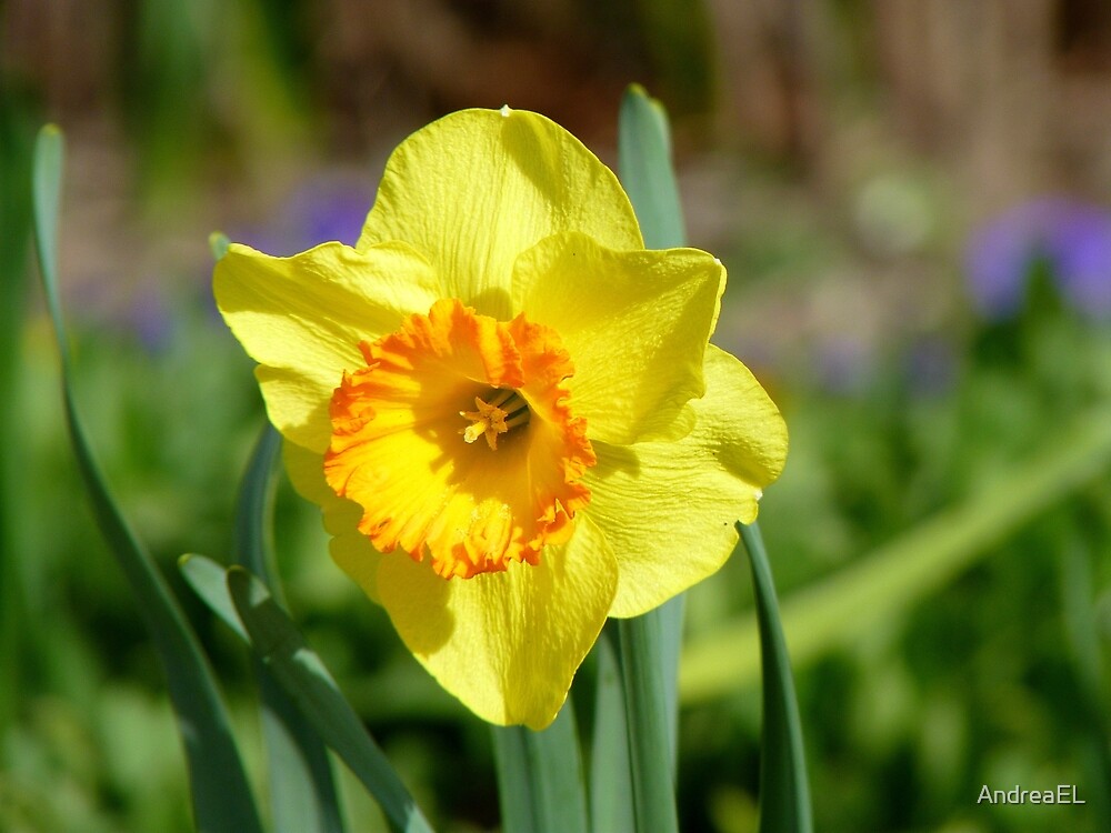 "Dance With Daffodils On A Spring Breeze - Daffodil - NZ" by AndreaEL ...
