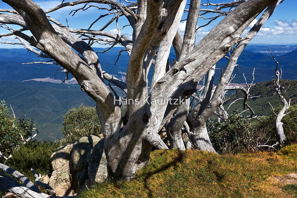 "1669 High country trees" by Hans Kawitzki | Redbubble