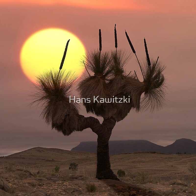 "1205 The Grass Tree - Flinders Ranges" by Hans Kawitzki | Redbubble